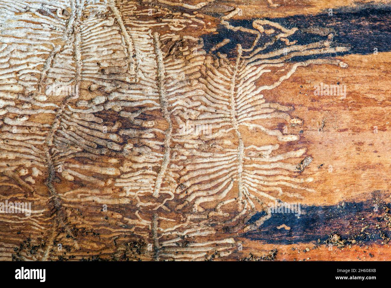 Bark Beetle Gallery; Wood; UK Stock Photo - Alamy