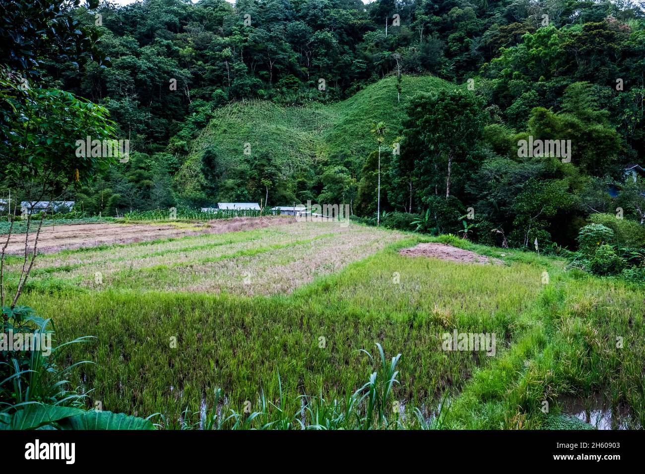 July 2017. Rice fields planted below a hillside field of sayote. Sayote ...