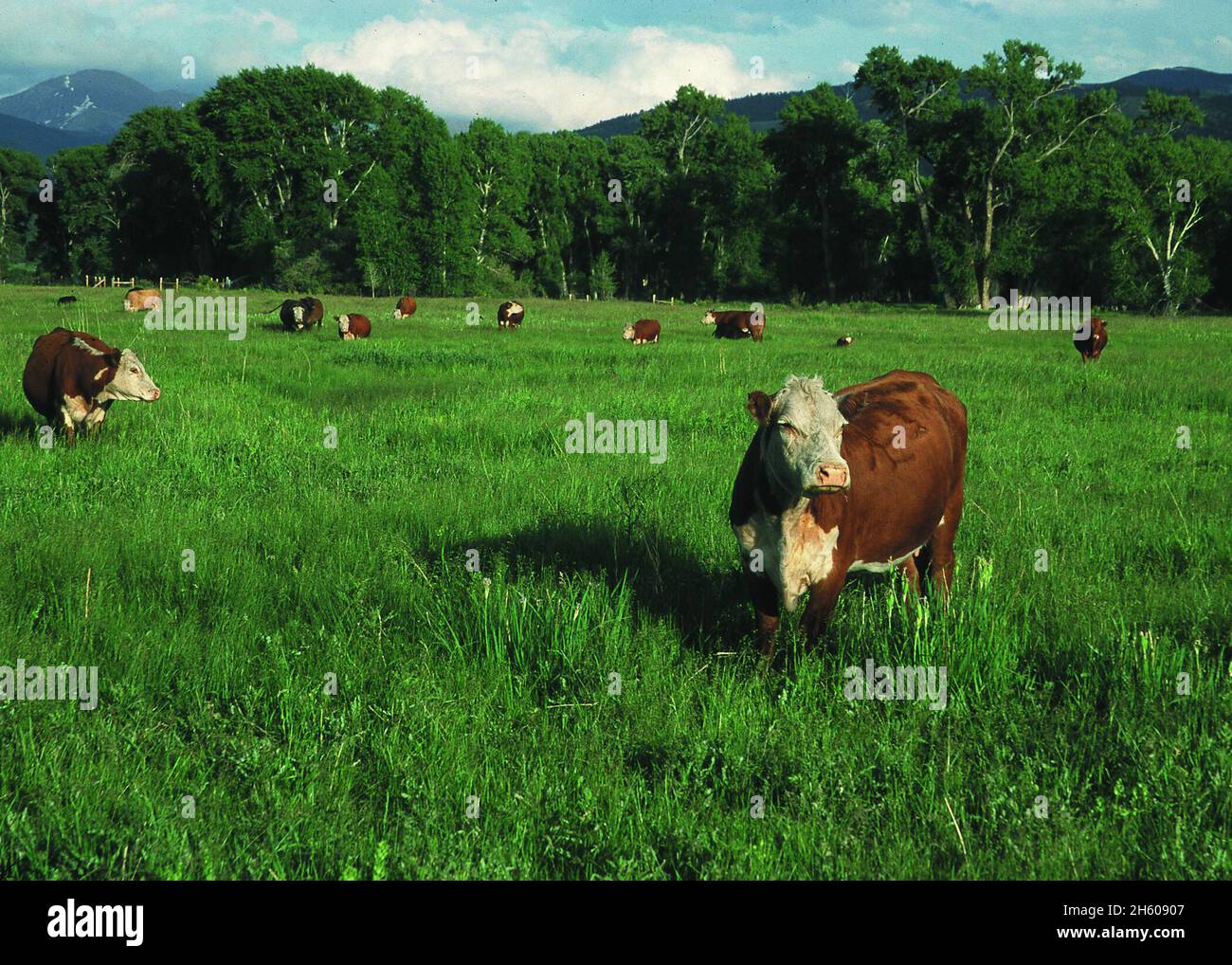 Cattle grazing on irrigated pasture land ca. 2011 or earlier Stock ...