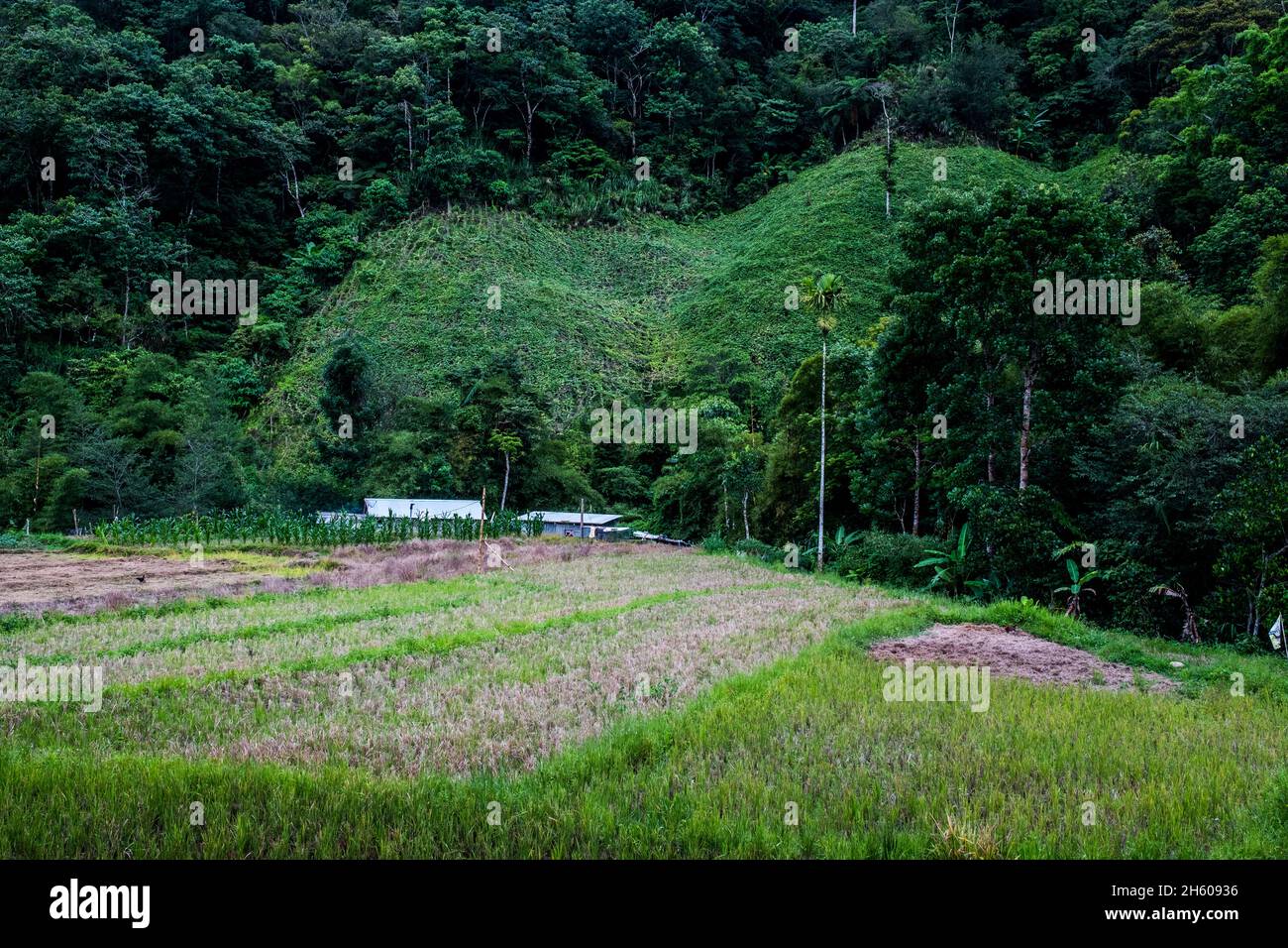 July 2017. Rice fields planted below a hillside field of sayote. Sayote ...