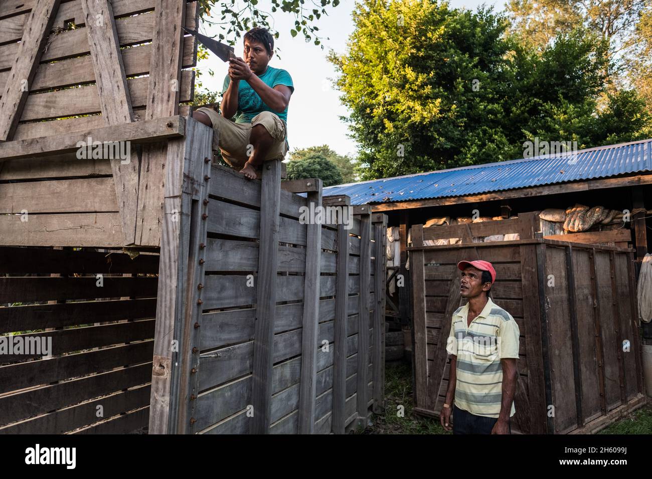 Transporting greater one horned rhinoceros hi-res stock photography and ...