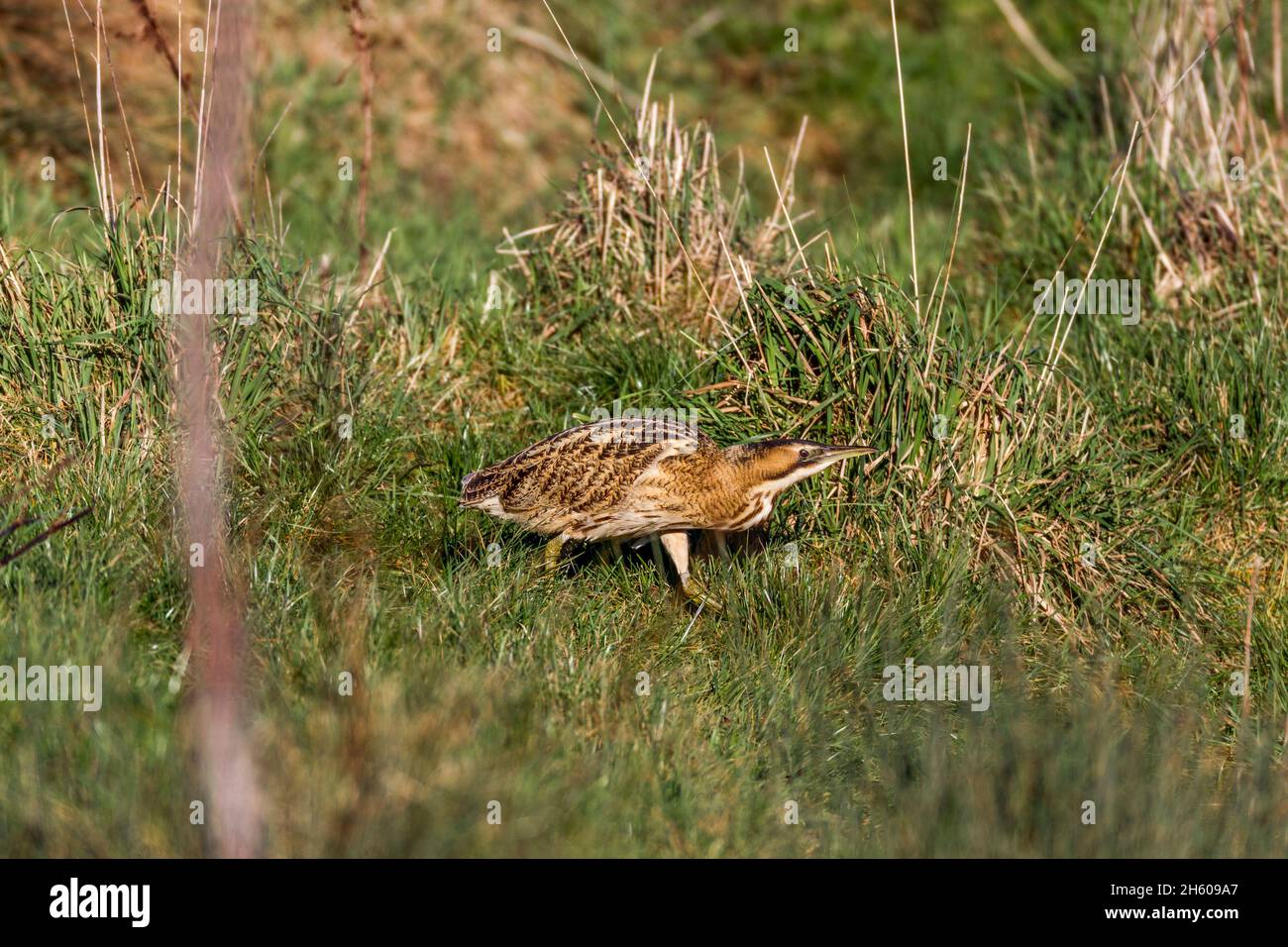 Bittern uk hi-res stock photography and images - Alamy