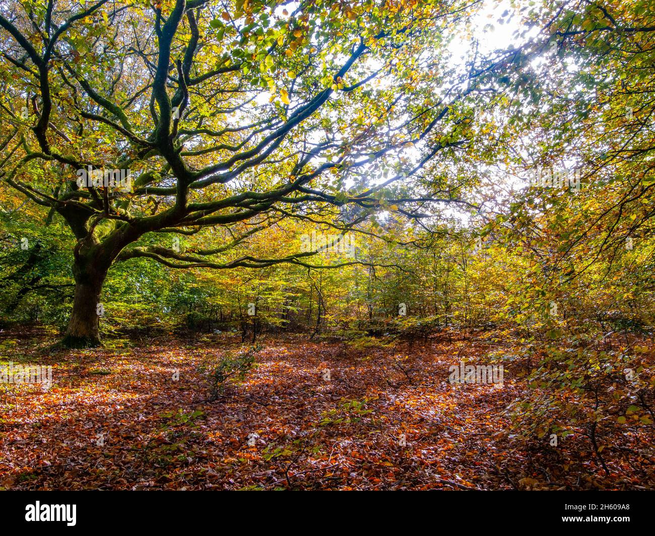 A wooded glade in the autumn with natural green, brown and golden ...