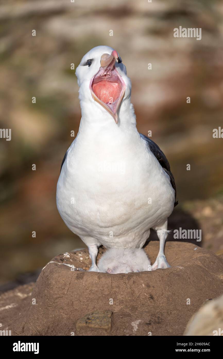 Albatross beak hi-res stock photography and images - Alamy