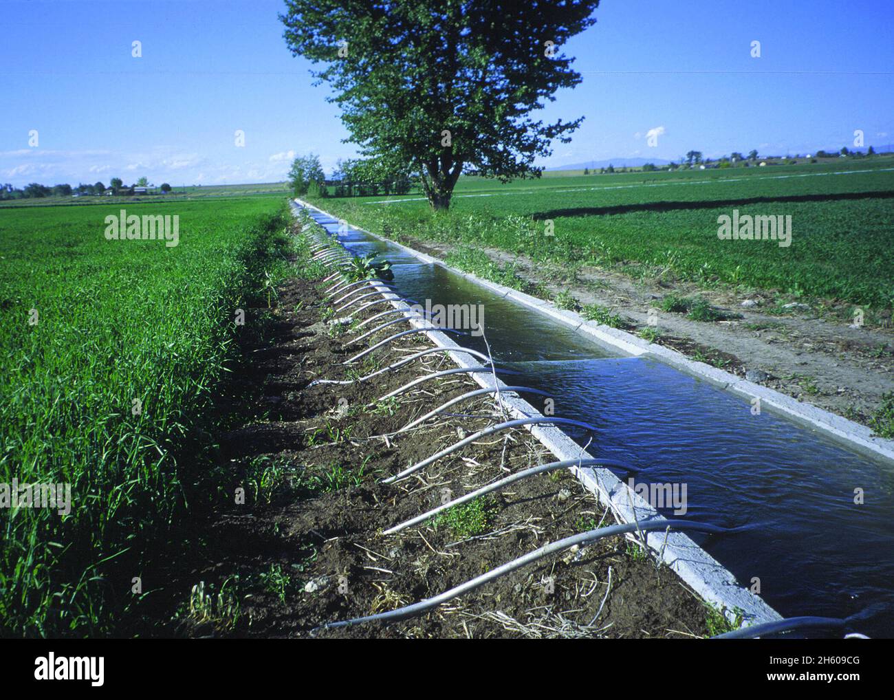 Surface irrigation system using siphon tubes ca. 2011 or earlier Stock ...