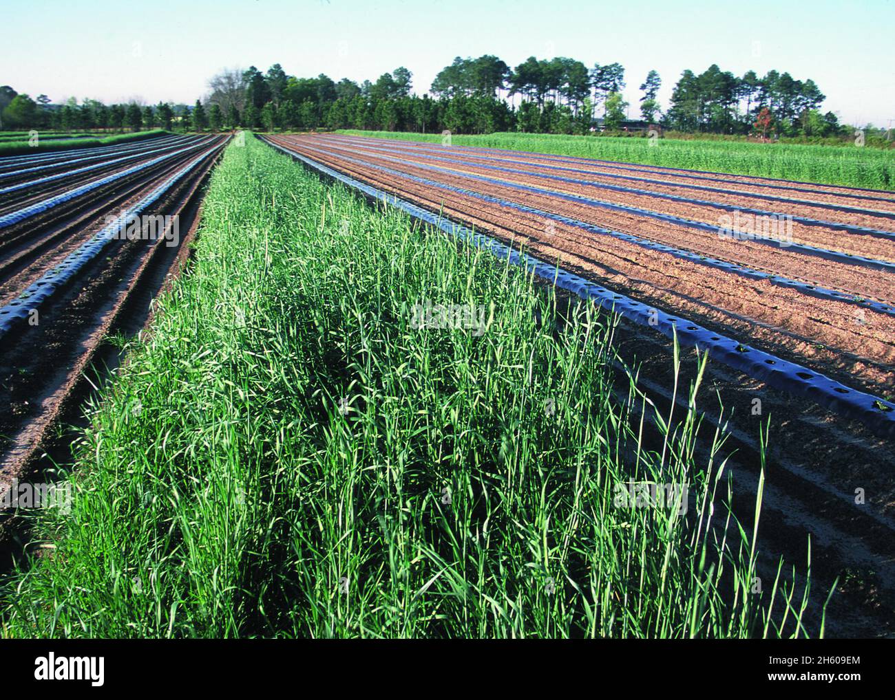 Contour farming, terraces and rye grass field strips. Tifton, GA ca ...