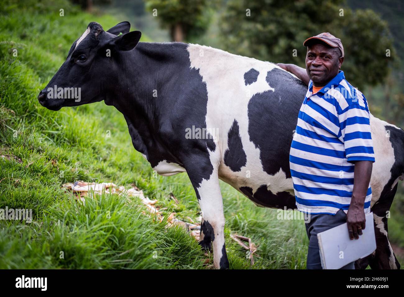 September 2017. Simeo Ntawuruhunga received a cow from the Nkuringo ...
