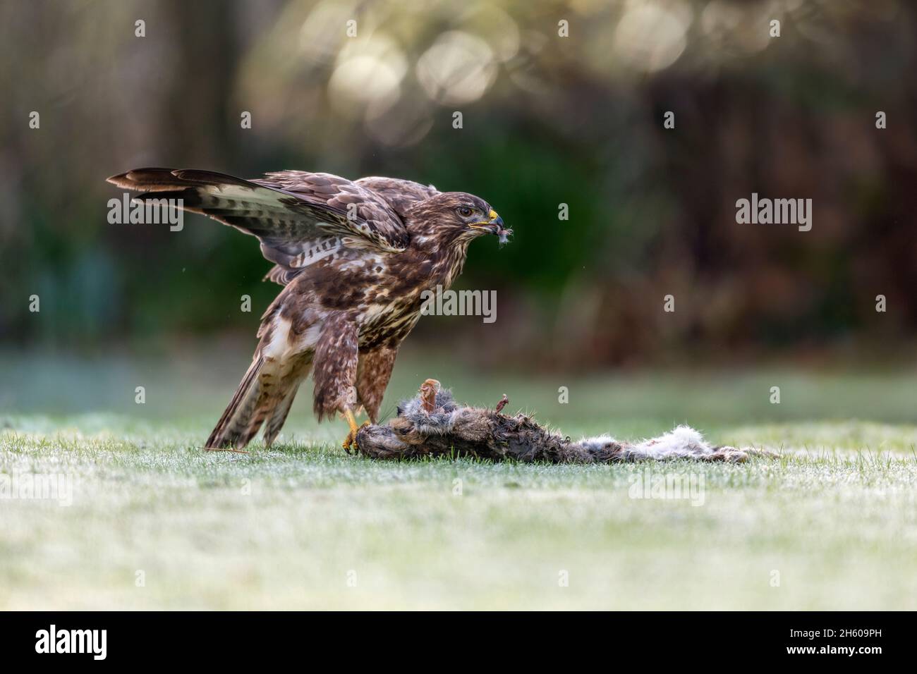 Buzzard with food hi-res stock photography and images - Alamy