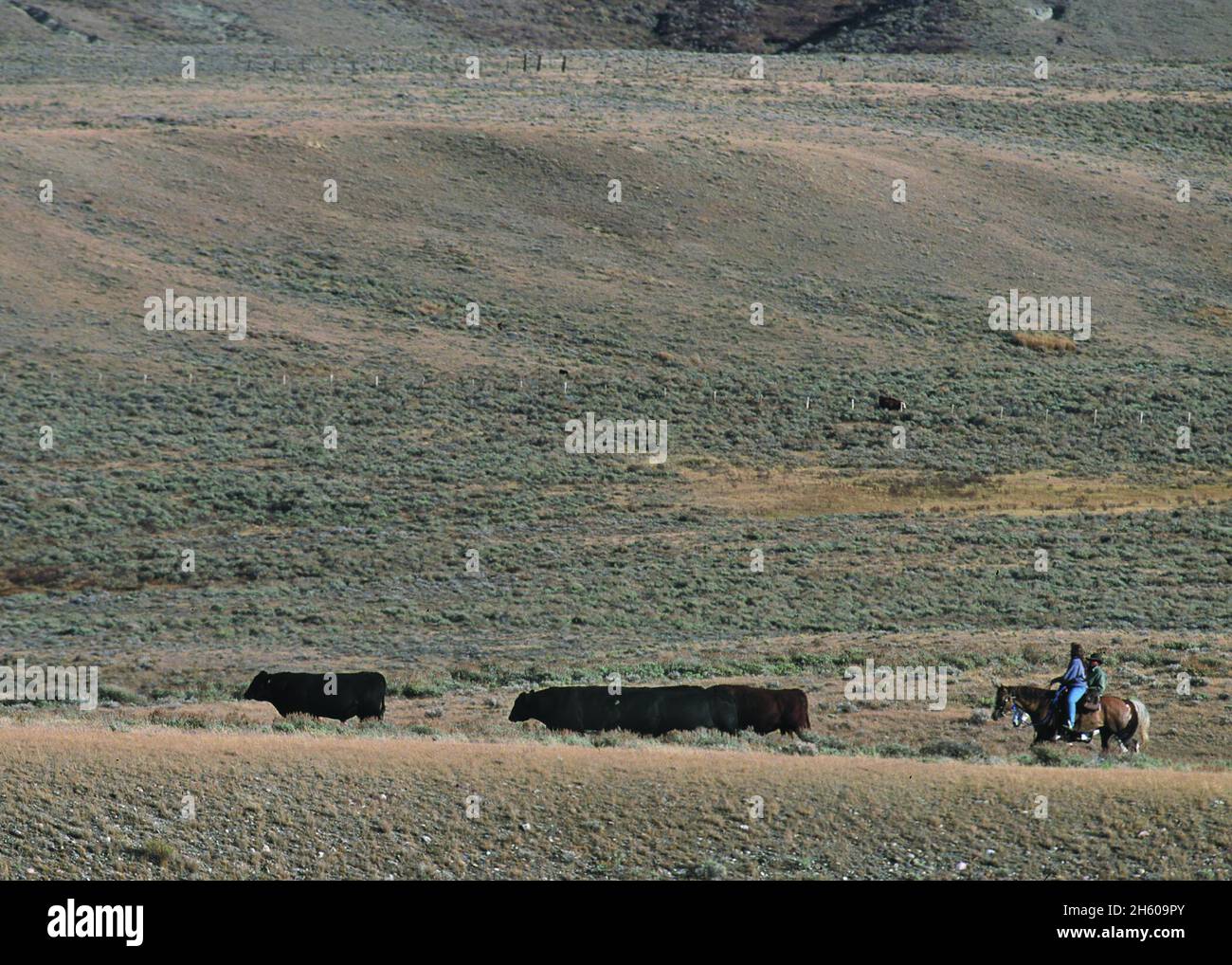 Rotational grazing system hi-res stock photography and images - Alamy