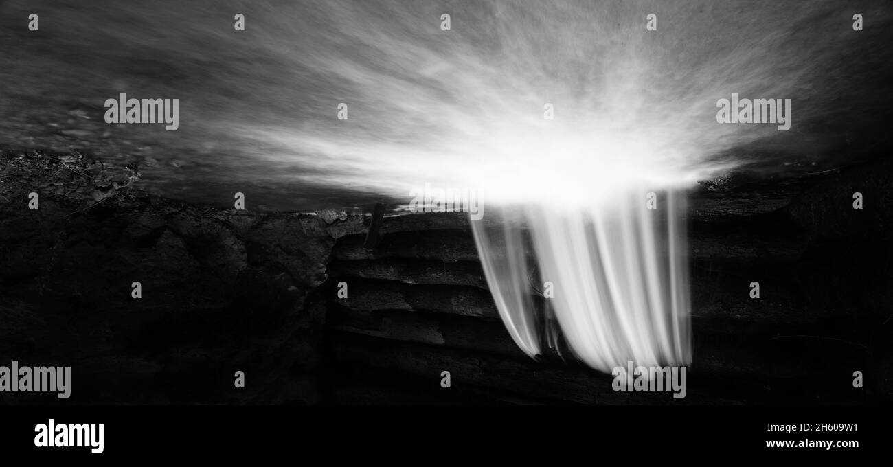 Fall autumn colors leave leaves tree trees Black and White Stock Photos ...