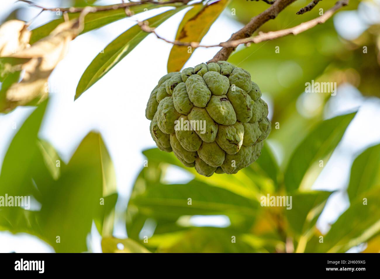 sitafal. custard apple on branch Stock Photo - Alamy