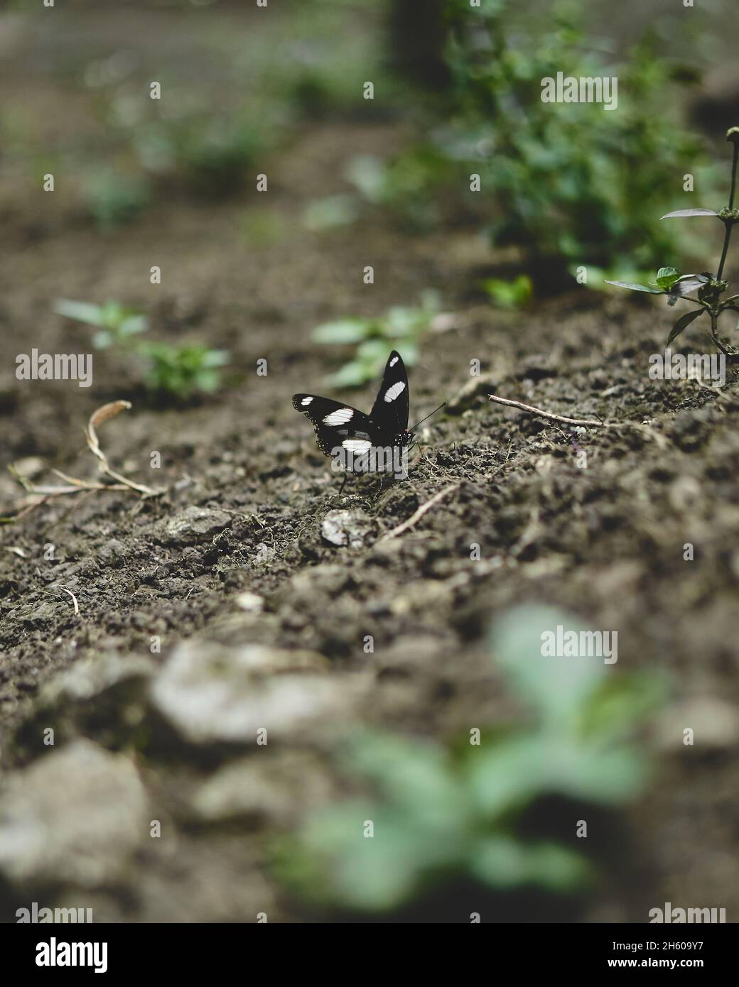 Butterfly and soil hi-res stock photography and images - Alamy