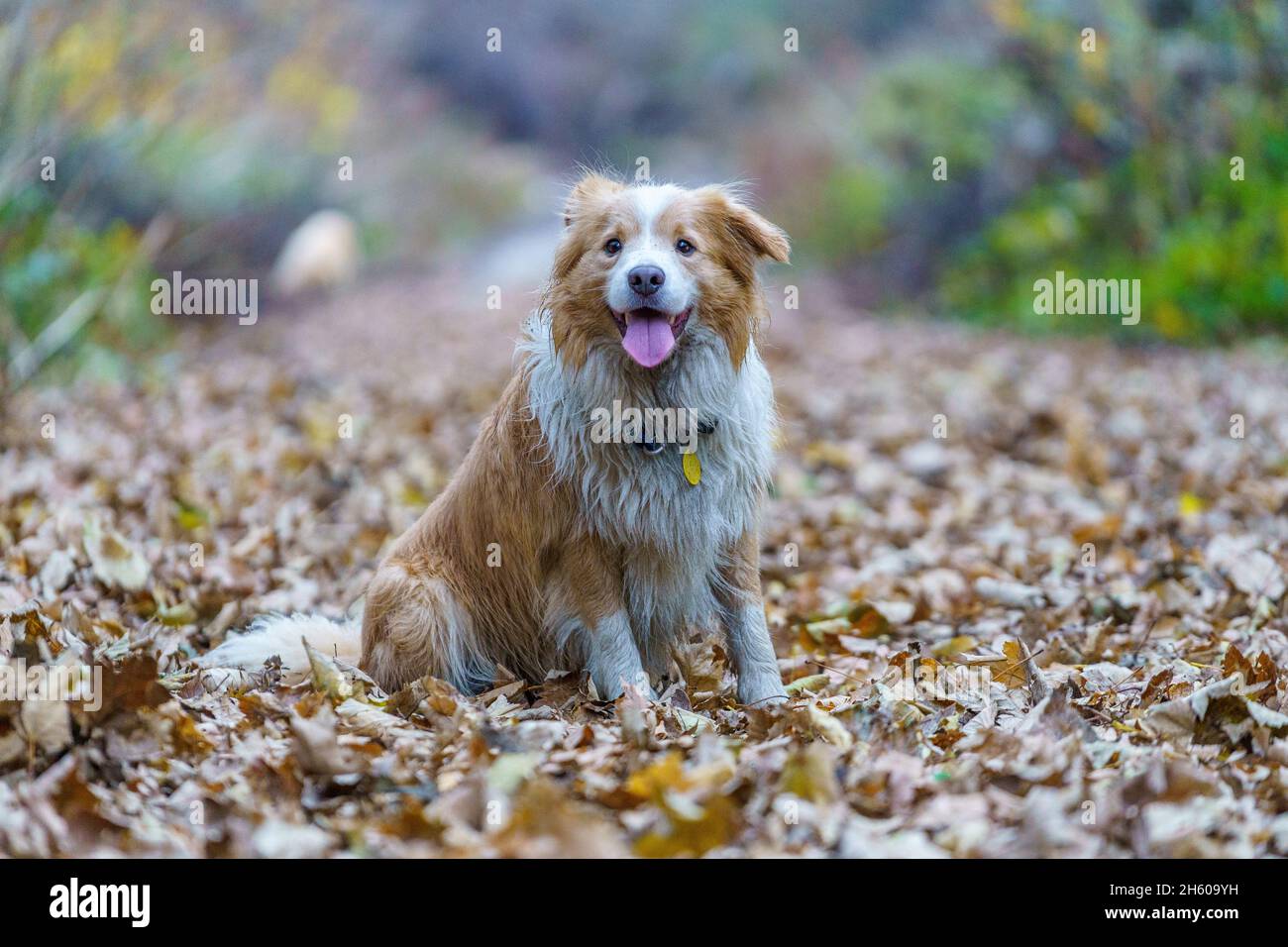 Border collie in fall background hi-res stock photography and images ...