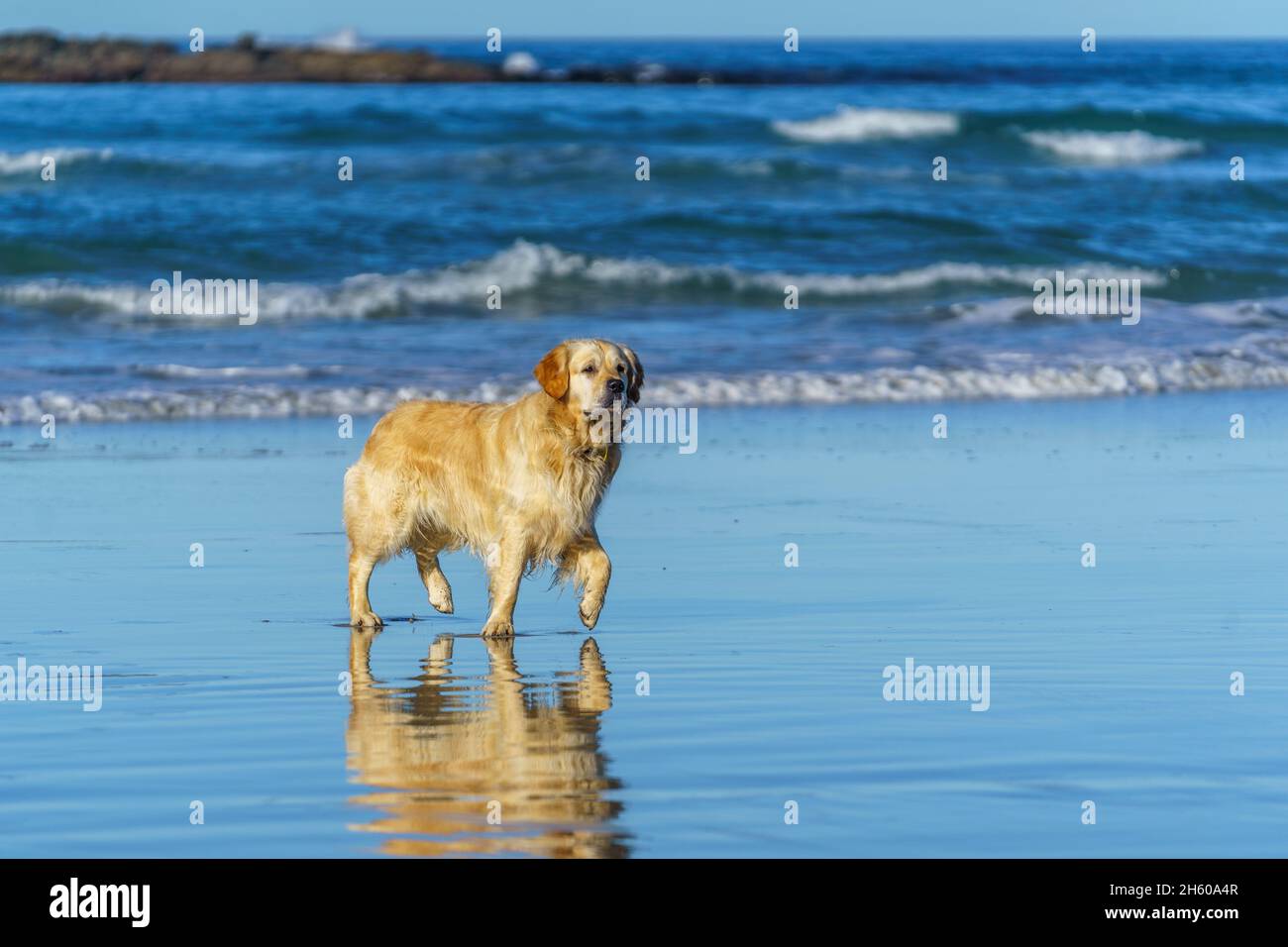 Golden labrador walking on the beach in Dunedin, New Zealand Stock ...