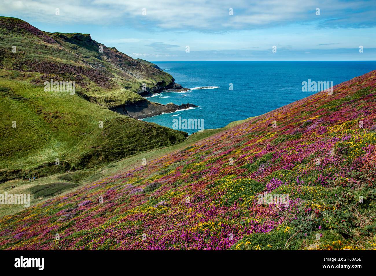 Cleave hi-res stock photography and images - Alamy