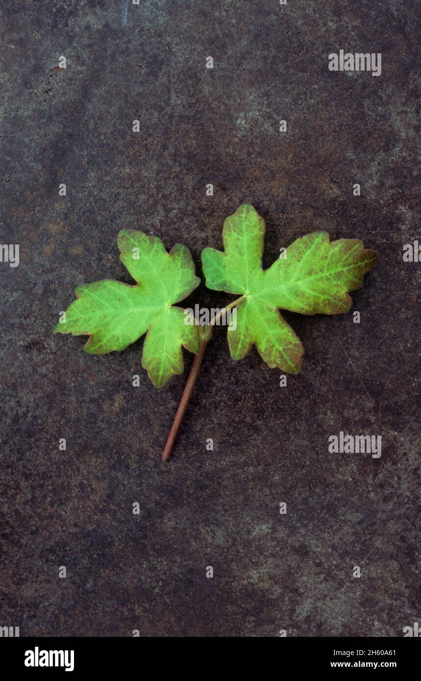 Two leaves of Field or Hedge maple or Acer camprestre green and tinged ...
