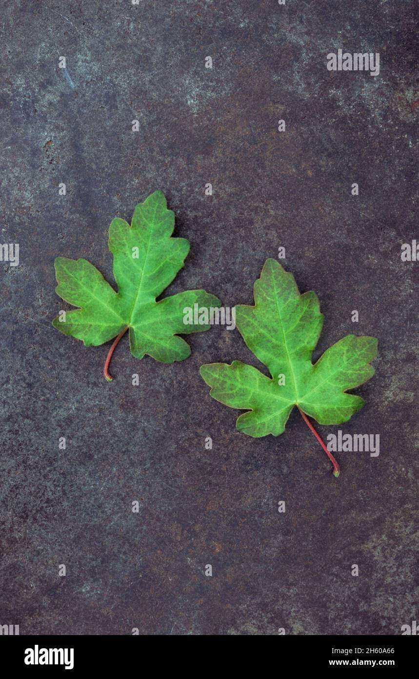 Two leaves of Field or Hedge maple or Acer camprestre green and tinged ...