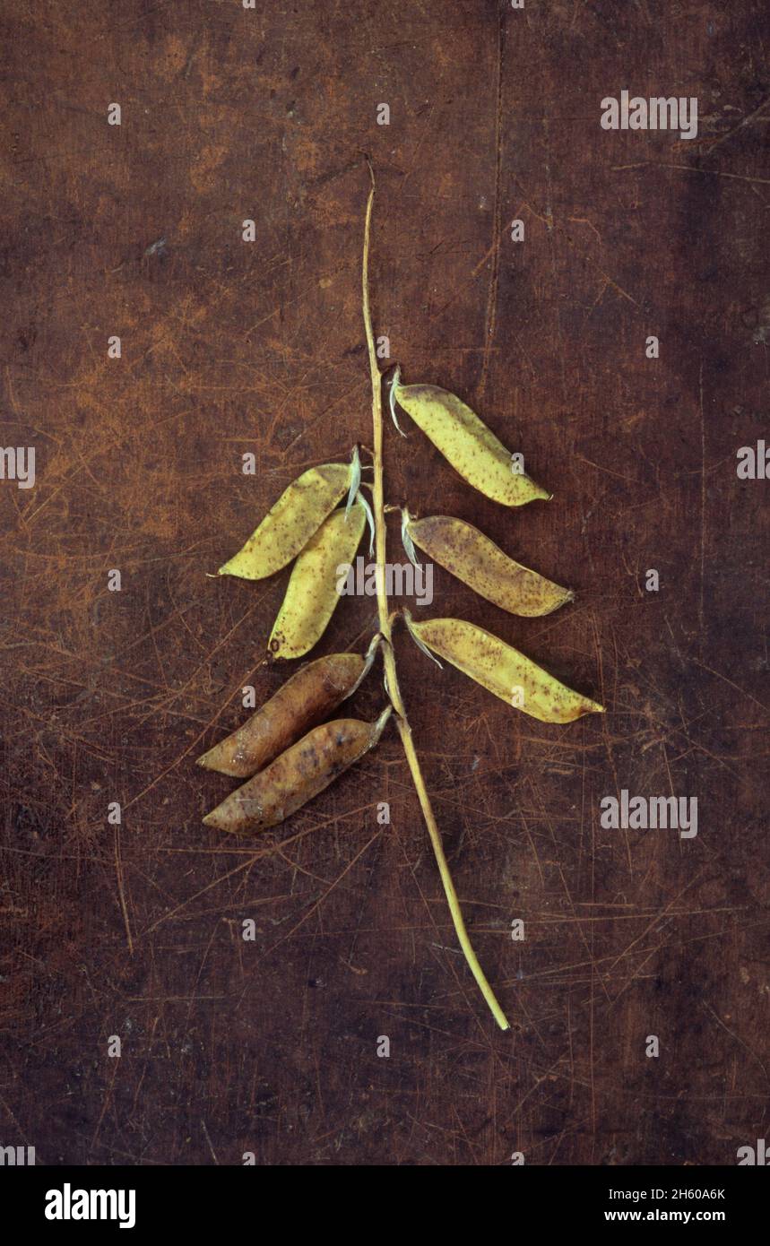 Stem of Tufted vetch or Vicia cracca with seven drying seed pods lying ...