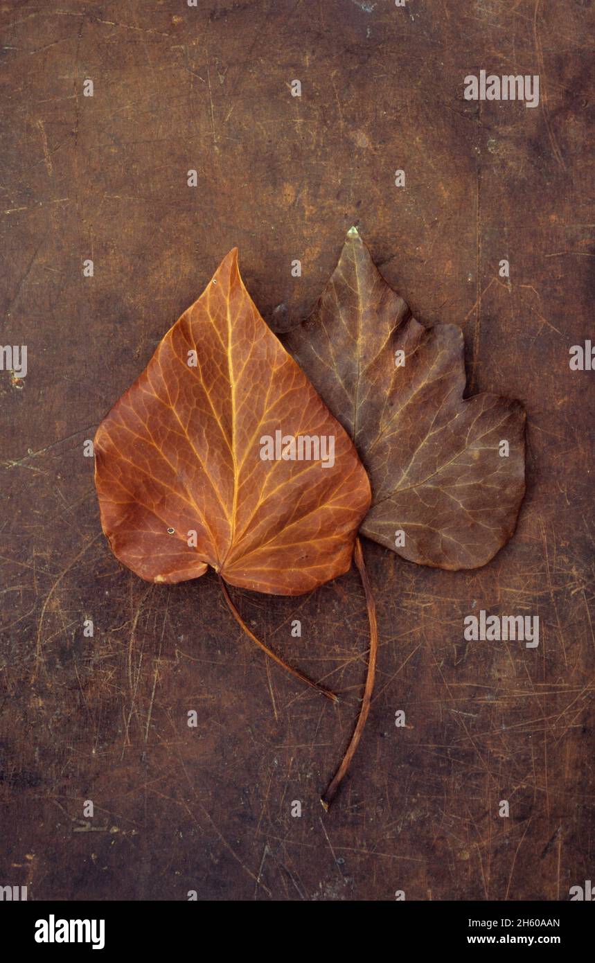 Two dried leaves of Ivy or Hedera helix one golden brown and one dark ...