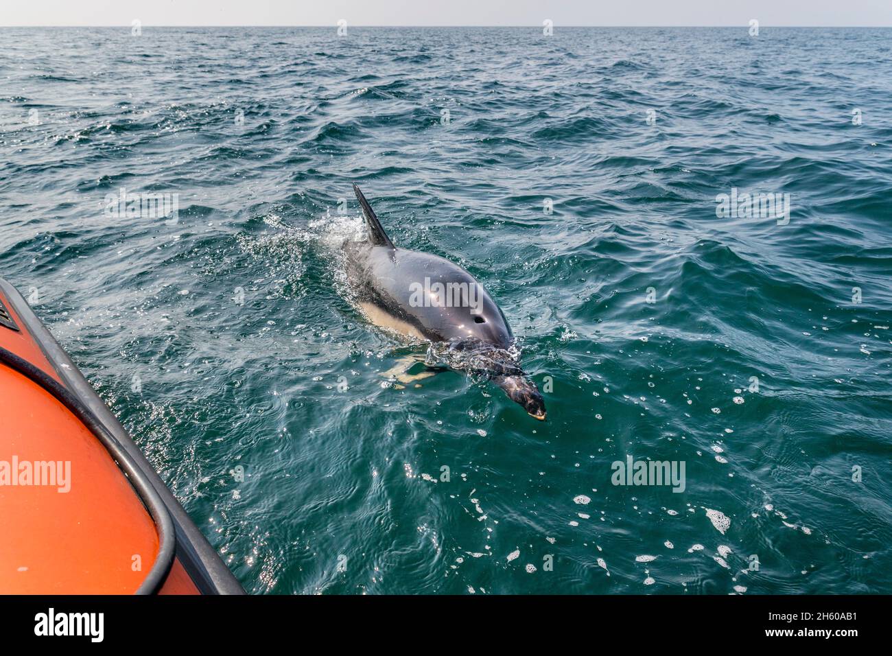 Common Dolphin; Delphinus delphis; From Dolphin Watching Trip; UK Stock ...