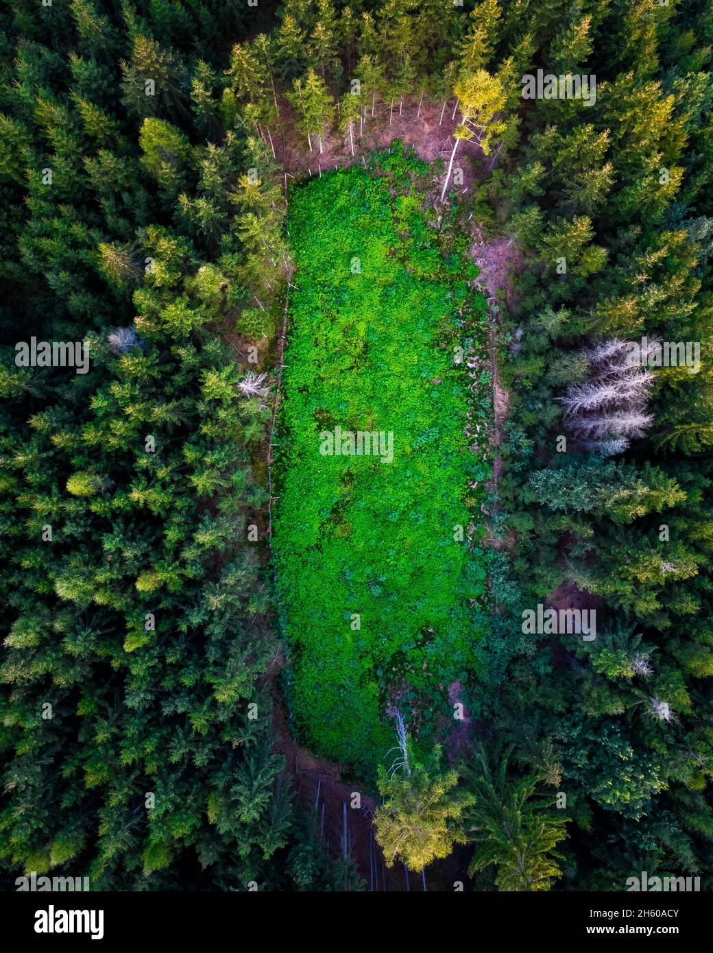 Aerial shot of the fresh green grass field in the middle of the forest ...