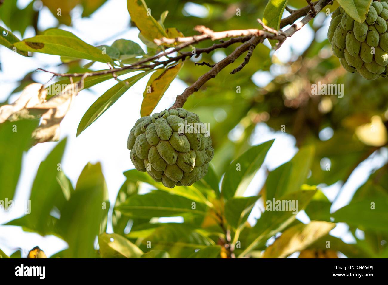 Sitafal hi-res stock photography and images - Alamy