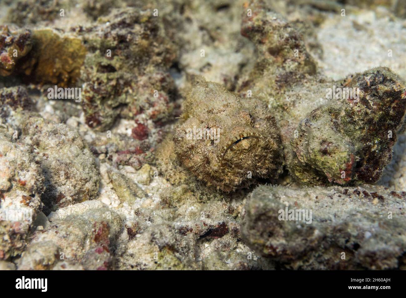 False stonefish hi-res stock photography and images - Alamy