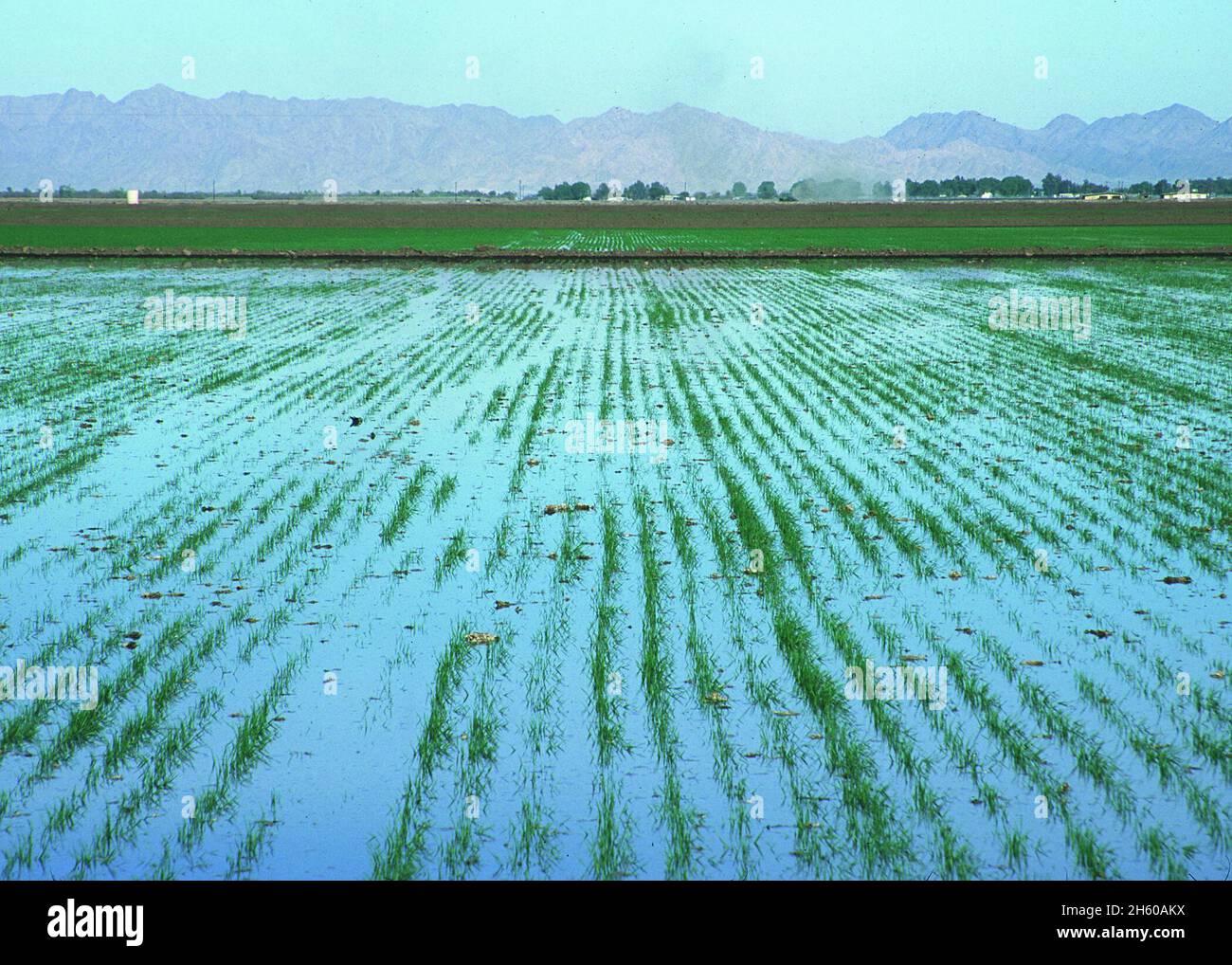 Flood Irrigation Irrigating High Resolution Stock Photography and ...