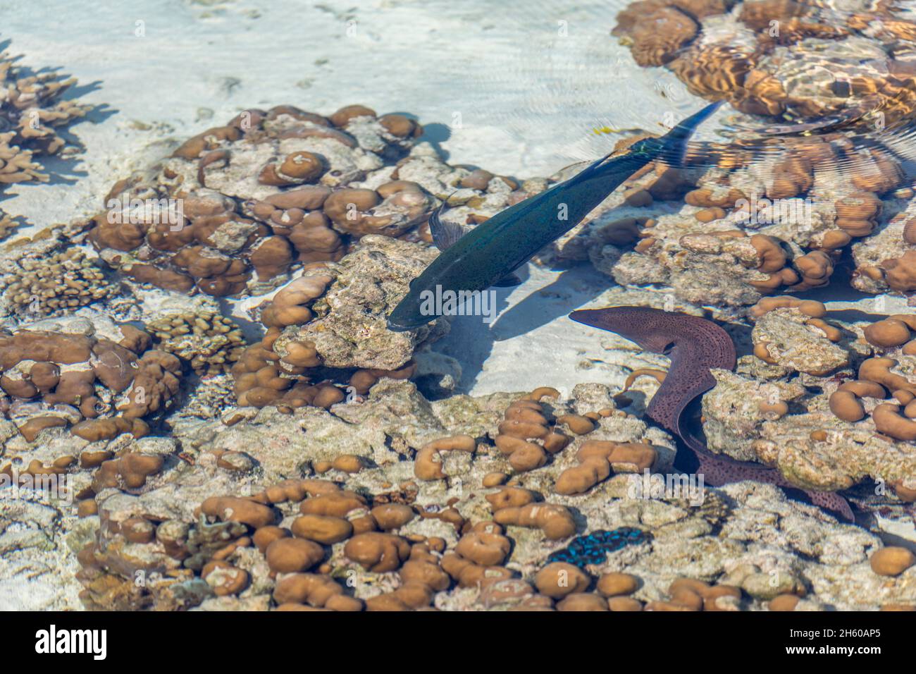 Giant Morray Eel; Gymnothorax javanicus; Maldives Stock Photo - Alamy
