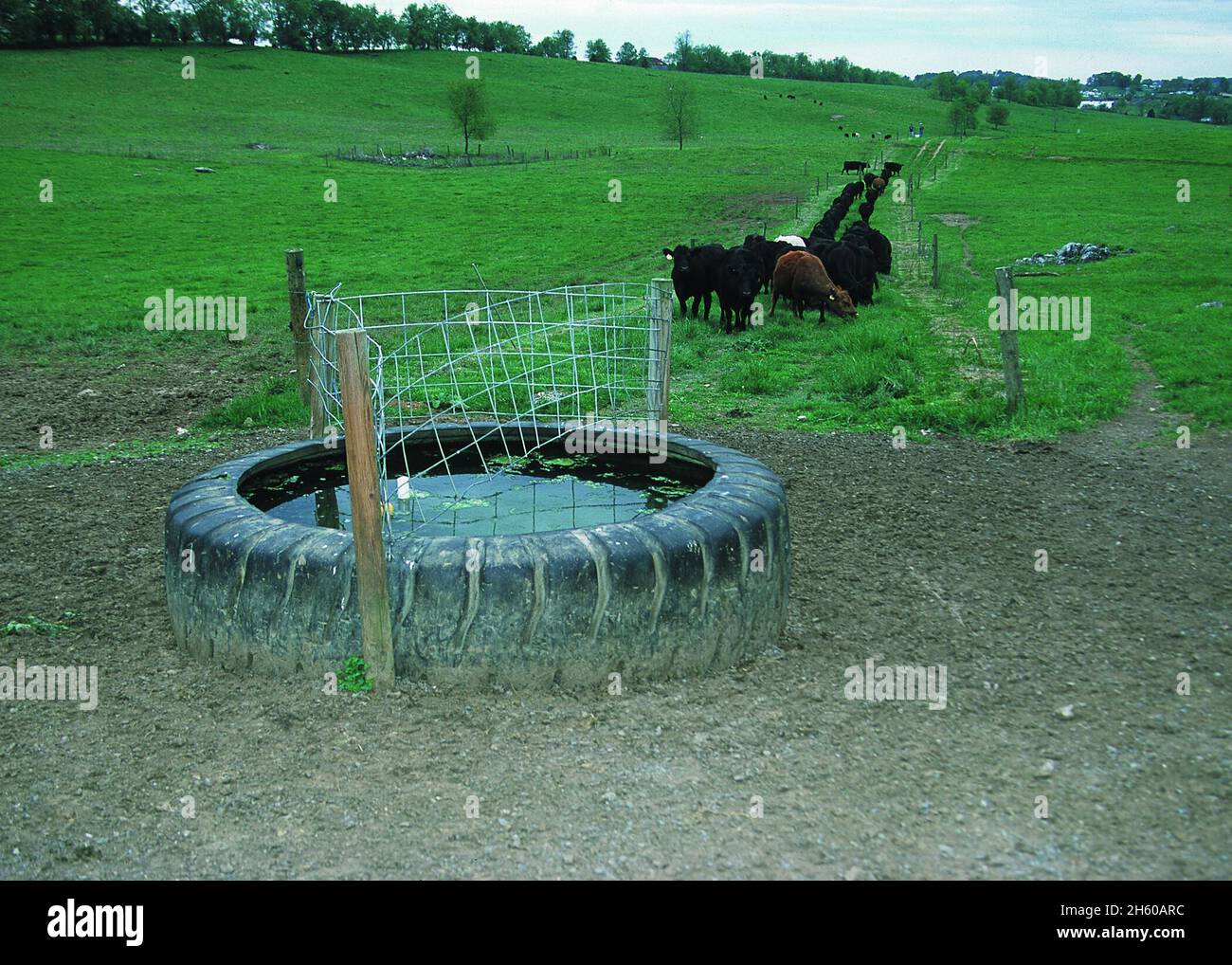 Livestock move through a fenced corridor to a central waterer as part ...