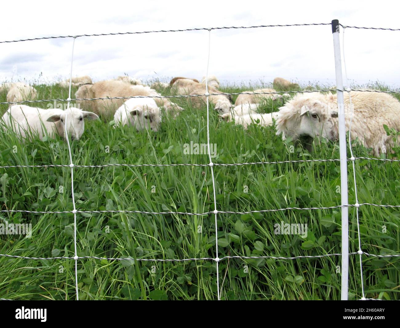 Management intensive grazing paddock hi-res stock photography and ...