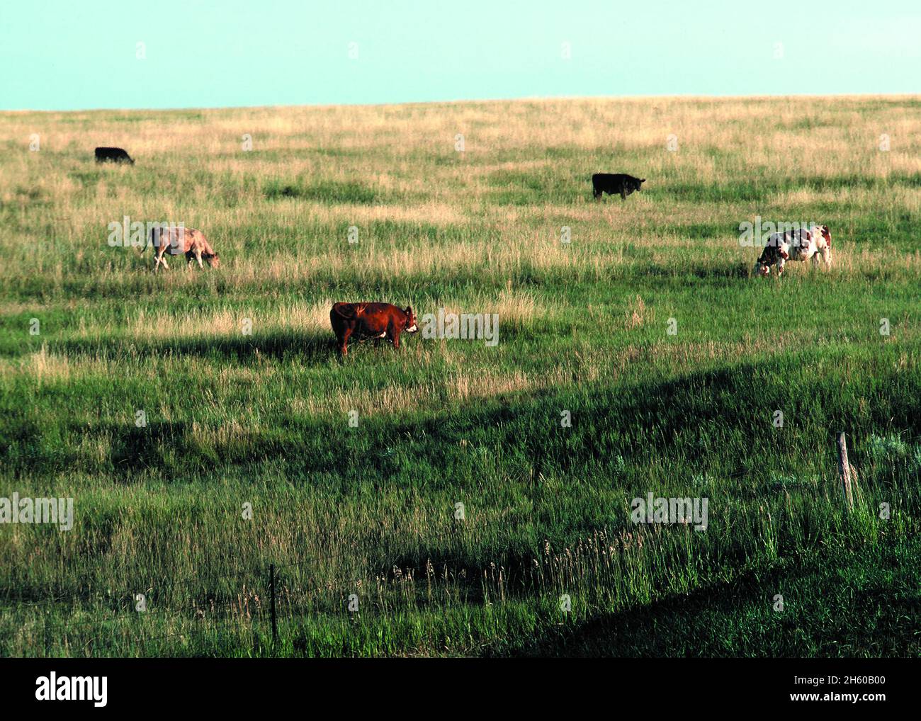 Livestock graze on healthy rangeland managed by a cell grazing system ...