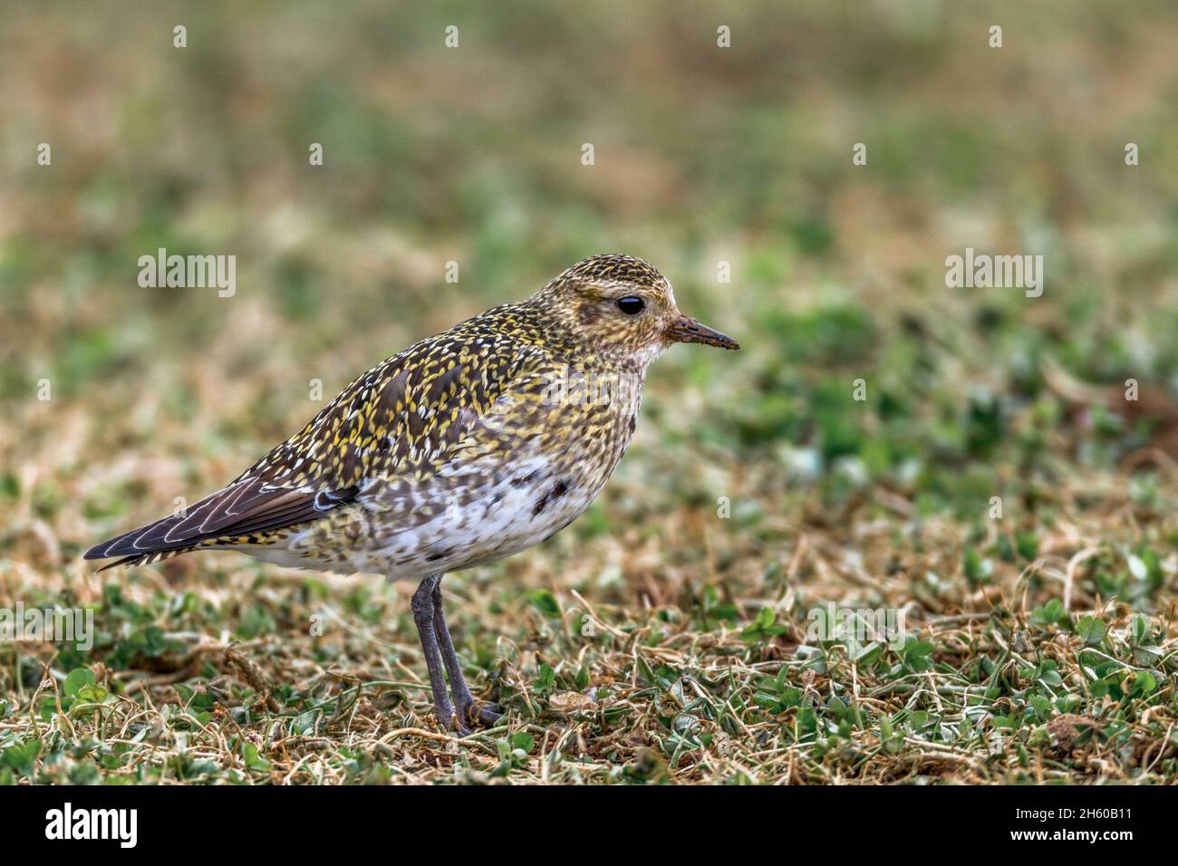 Golden plover winter hi-res stock photography and images - Alamy