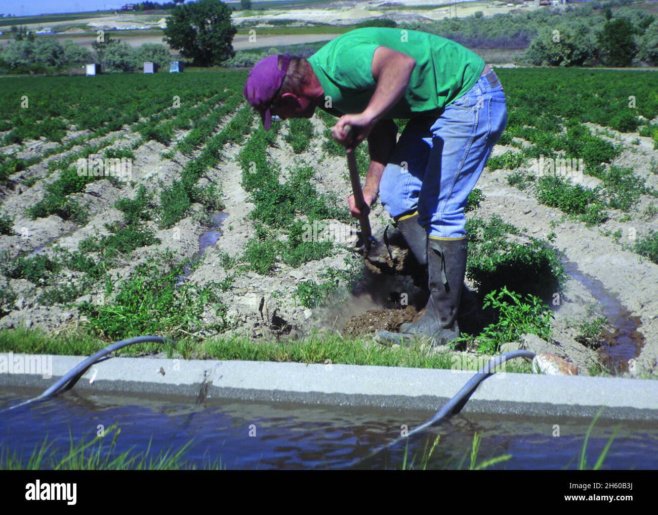 Irrigation system using siphon tubes ca. 2011 or earlier Stock Photo ...