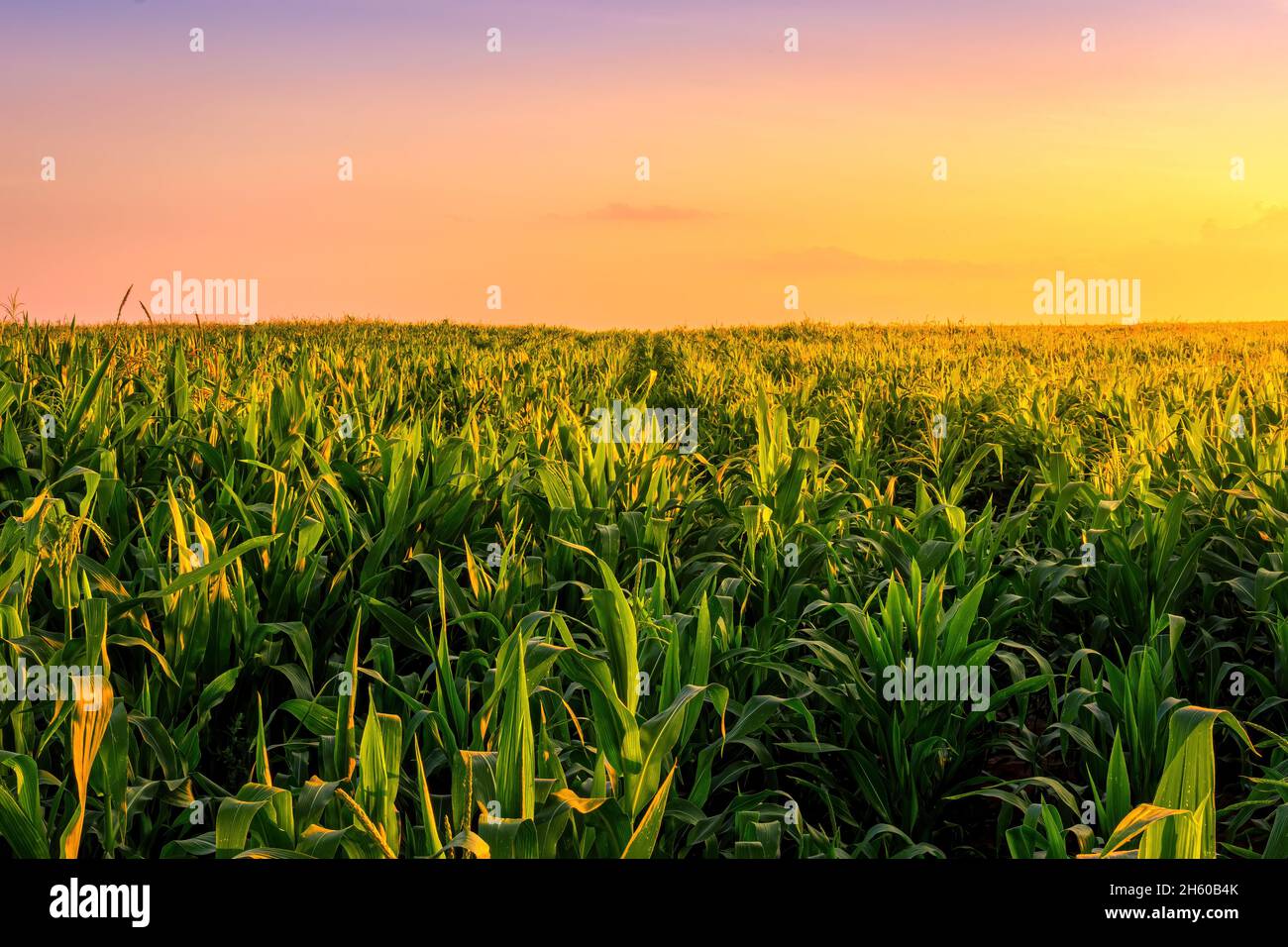 Rows of young corn in an agricultural field at sunset or sunrise. Rural ...