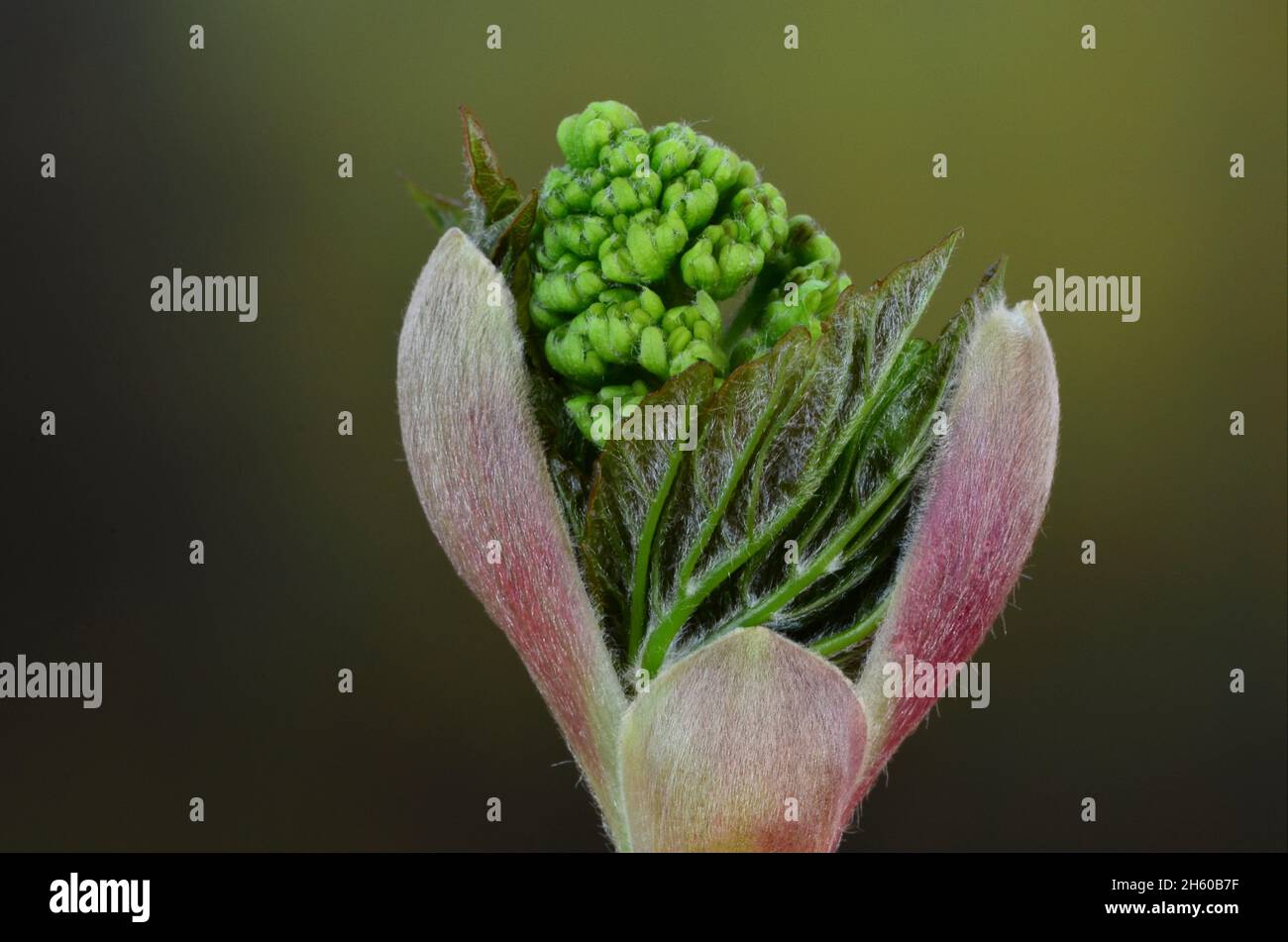 Sycamore tree blossom hi-res stock photography and images - Alamy
