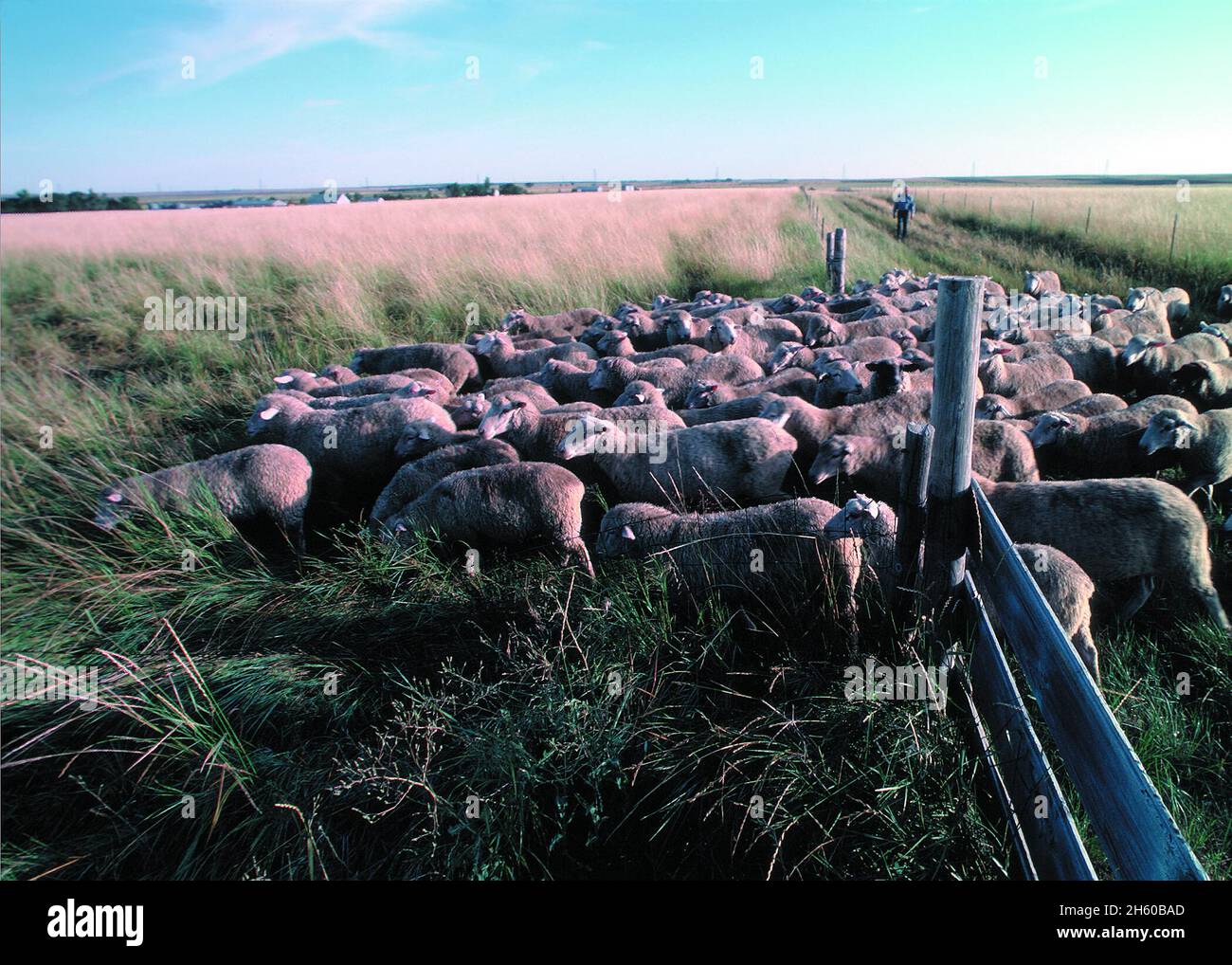 A rancher rotates sheep from one cell to another in a cell grazing ...