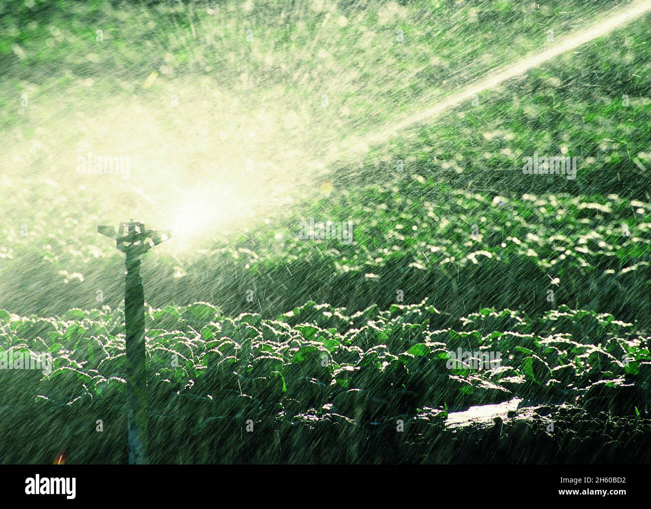 Handline irrigation system hi-res stock photography and images - Alamy