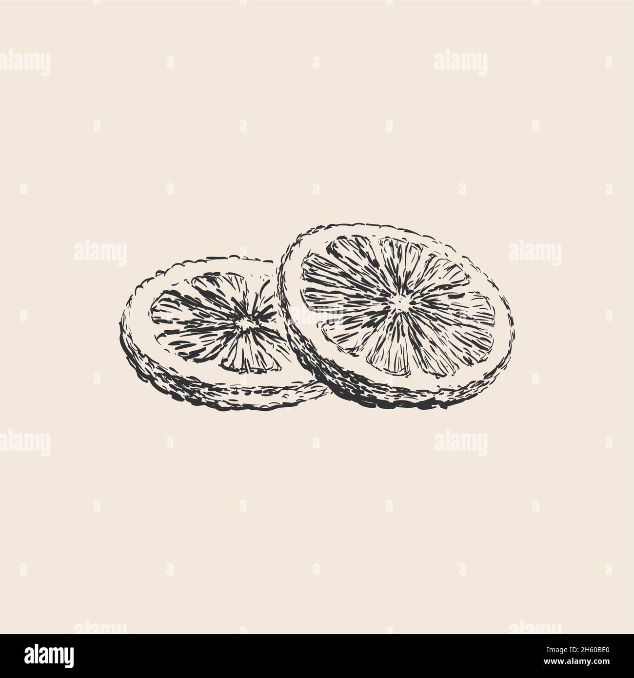 Round Lemon slices, Grapefruit, Orange, Citrus Hand Drawn Sketch Vector illustration Stock ...