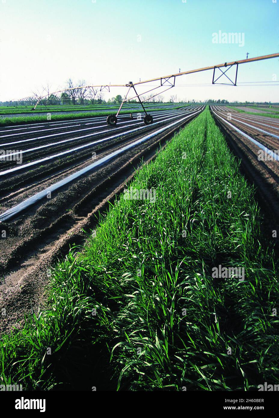 Contour irrigation strips hi-res stock photography and images - Alamy