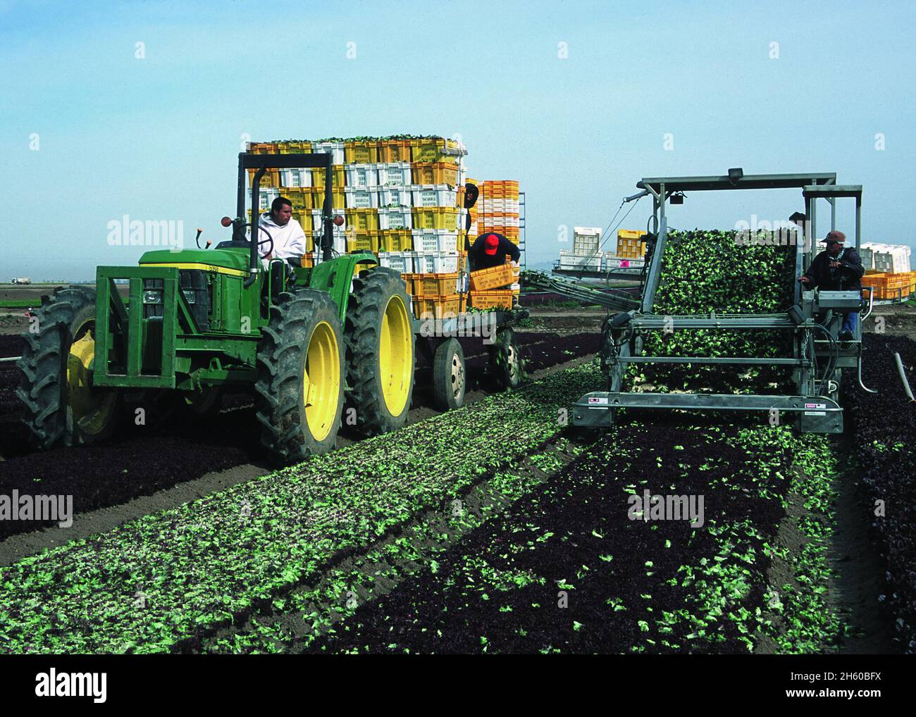 Harvesting leaf lettuce by with modern farm equipment. Yuma, Az Stock ...