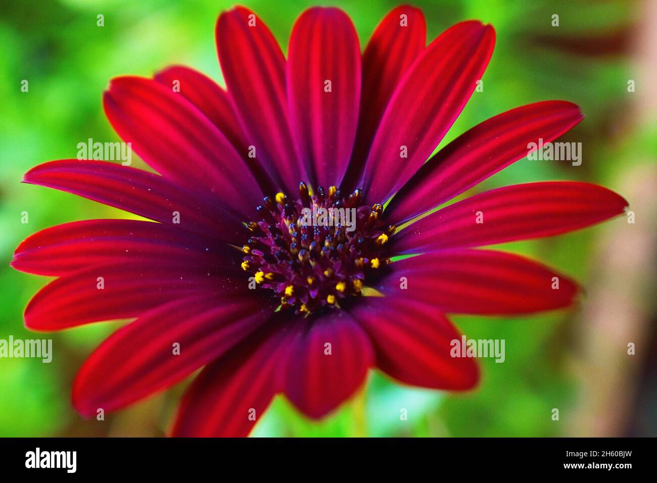 Macro photo of a red African daisy Stock Photo - Alamy