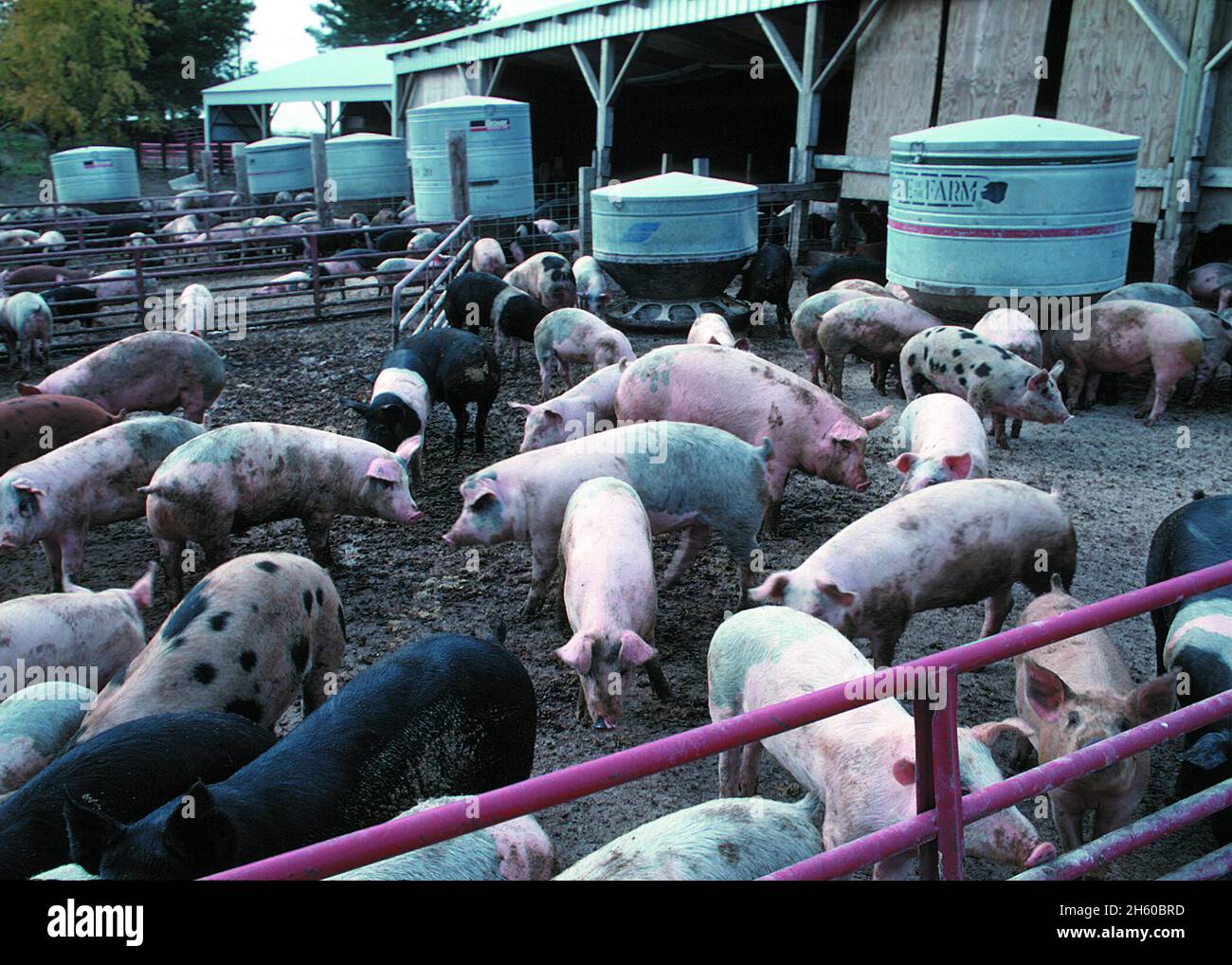 Hoglot hi-res stock photography and images - Alamy