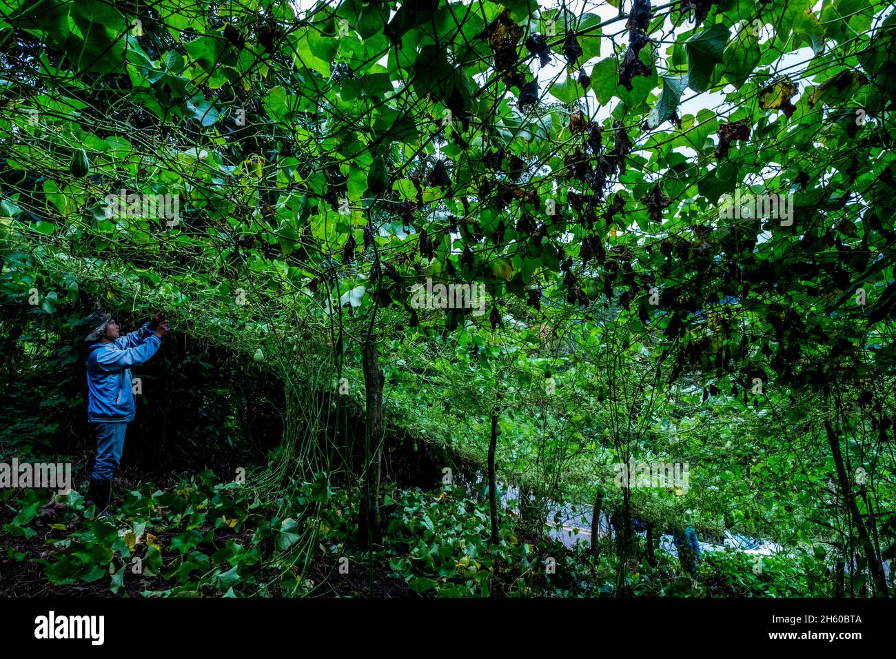 July 2017. Sayote, locally known as "Green Gold", is an increasingly ...