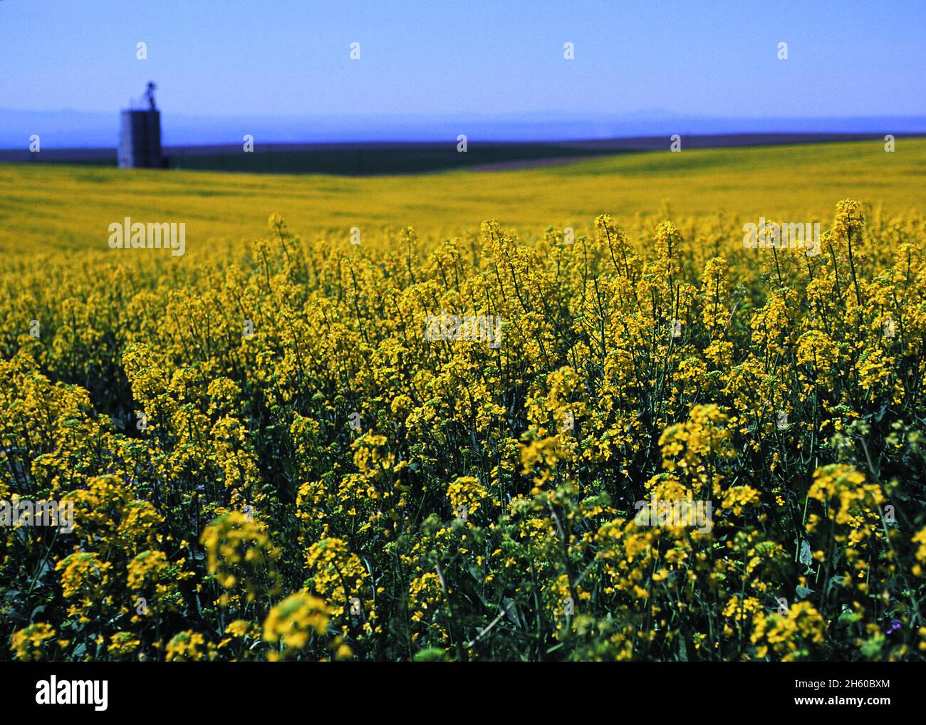 Pendleton farming hi-res stock photography and images - Alamy