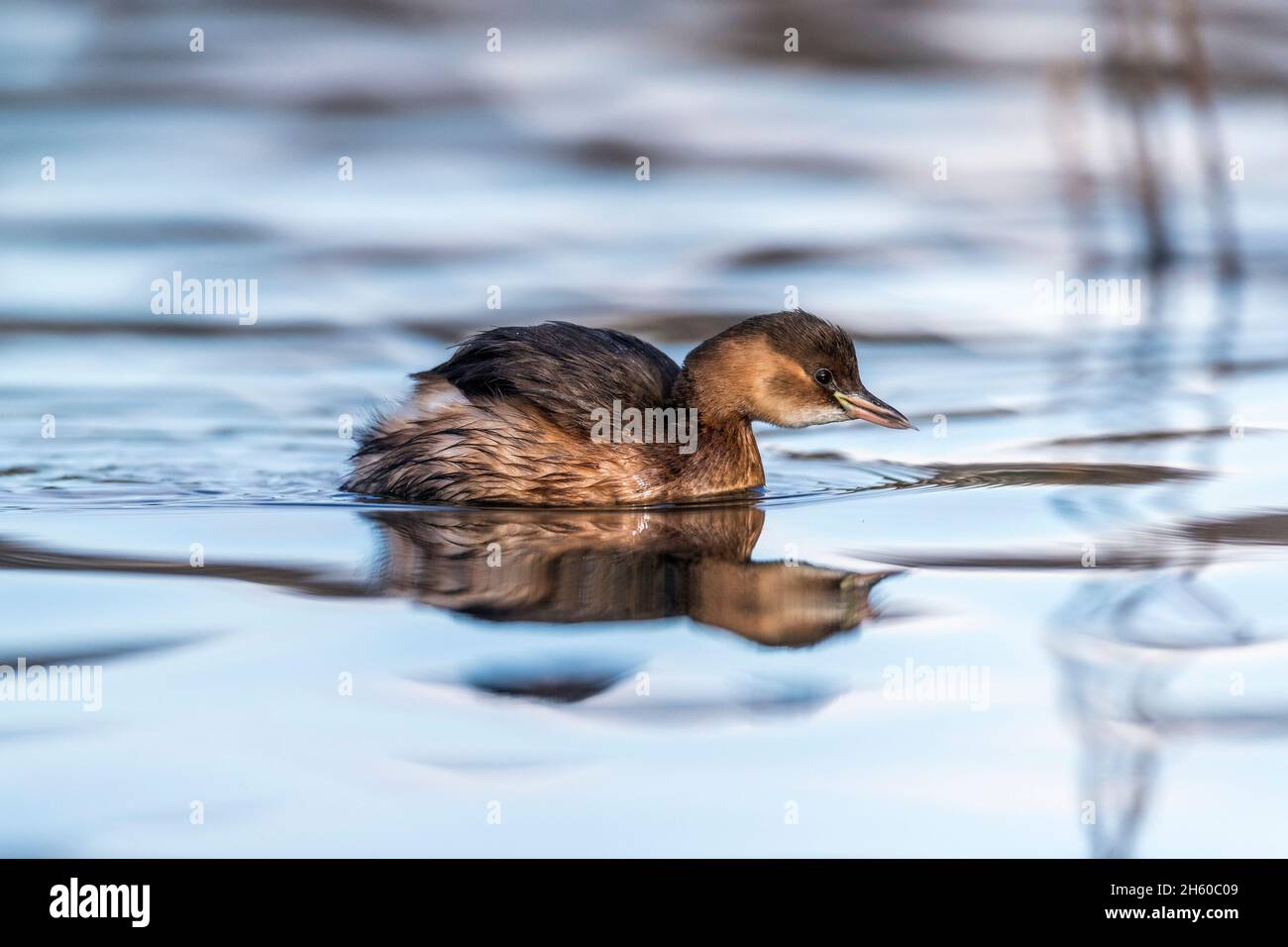 Little Grebe; Tachybaptus ruficollis; Winter Plumage; UK Stock Photo ...