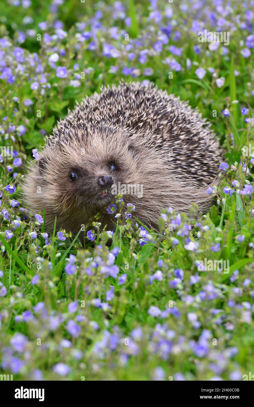 Portrait of an adult hedgehog. Dorset, UK Stock Photo - Alamy