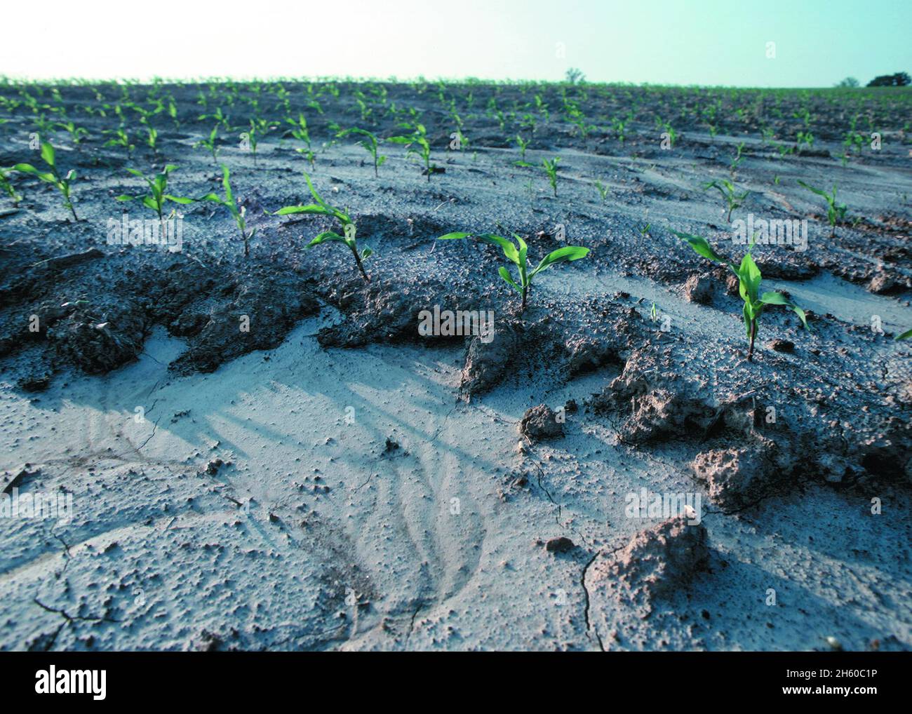 Rill erosion is evident in the unprotected cornfields following a brief ...