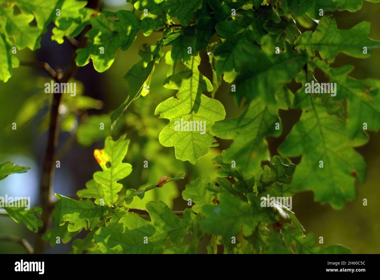 sunlight penetrates through oak leaves in the forest, in summer Stock ...