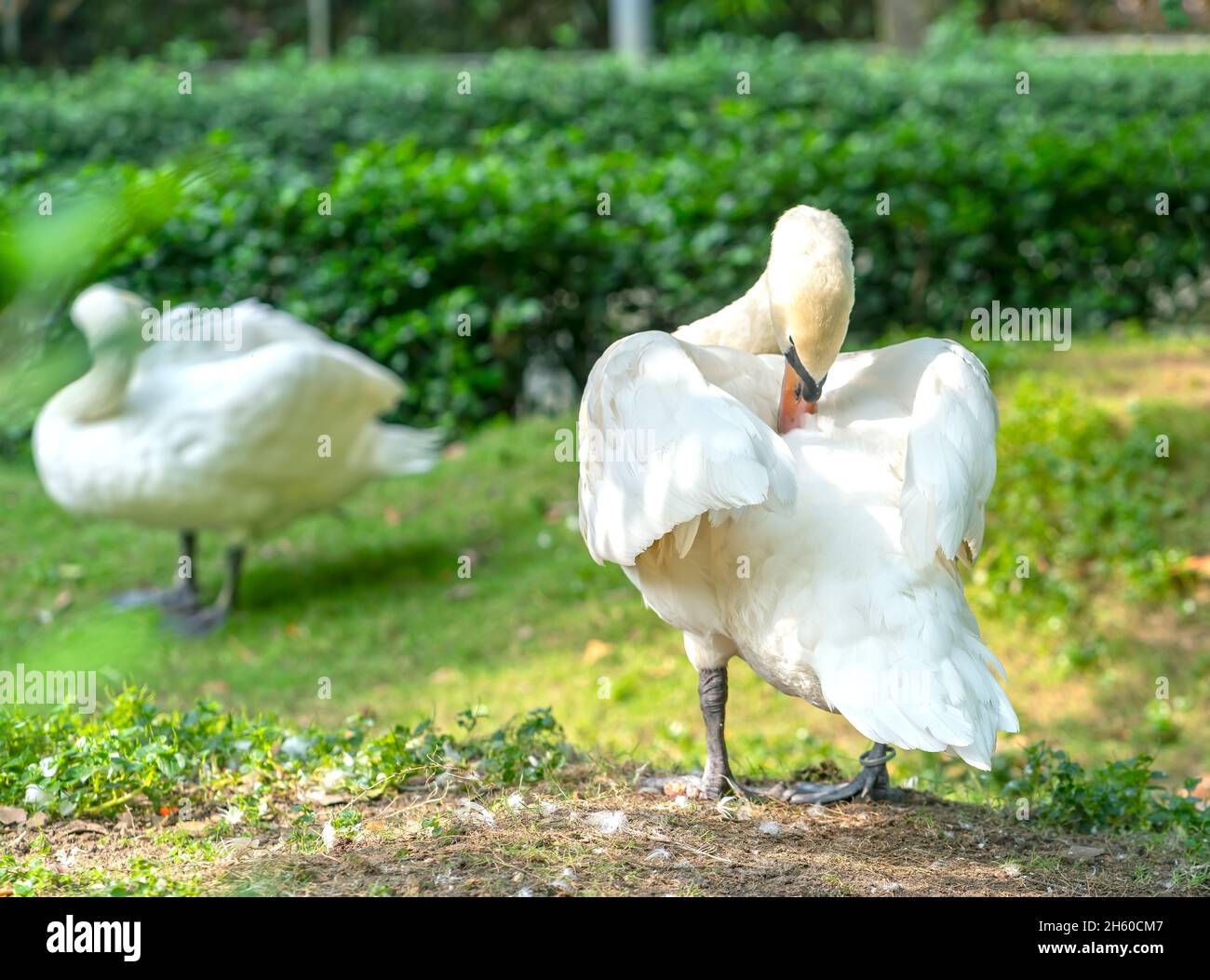 Swan in the wildlife sanctuary. They are a species of bird in the duck ...